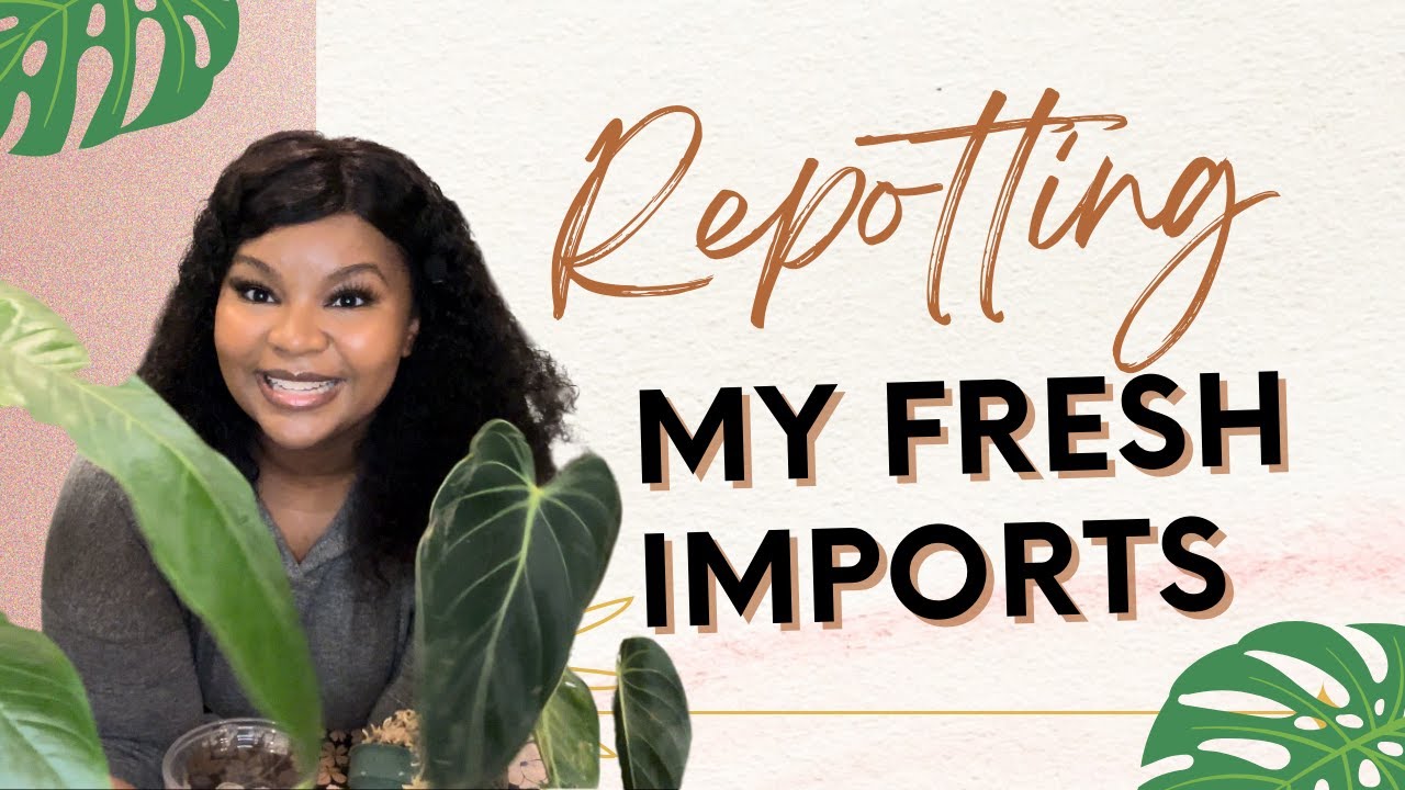 Repotting My Fresh Imports - YouTube
