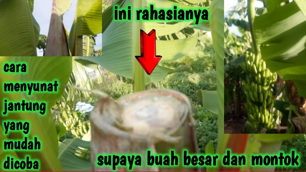 Trik menyunat jantung pisang dengan baik dan benar supaya buah nya ...