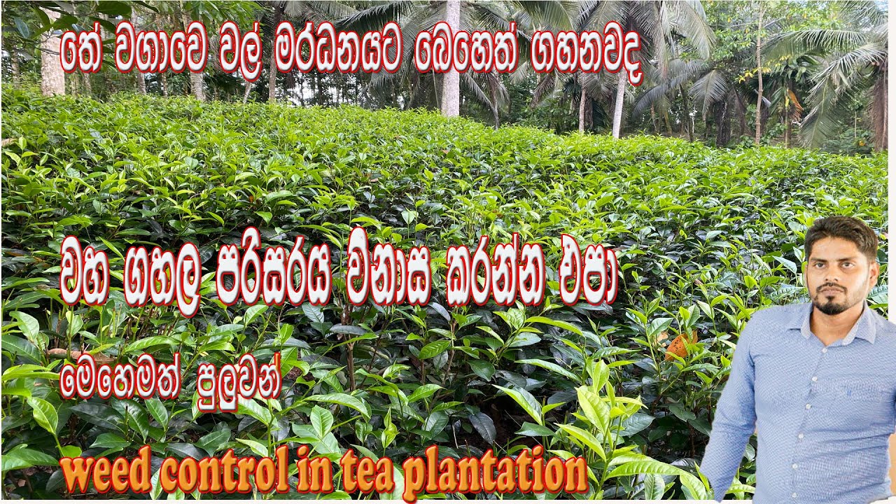 තේ වගාවෙ වල් මර්ධනය, weed control in tea plantation - YouTube