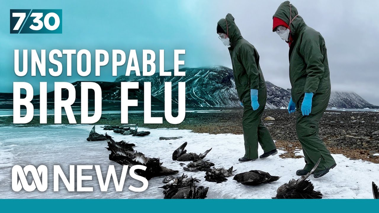 Deadly bird flu is leaving a 'trail of destruction' in Antarctica and ...