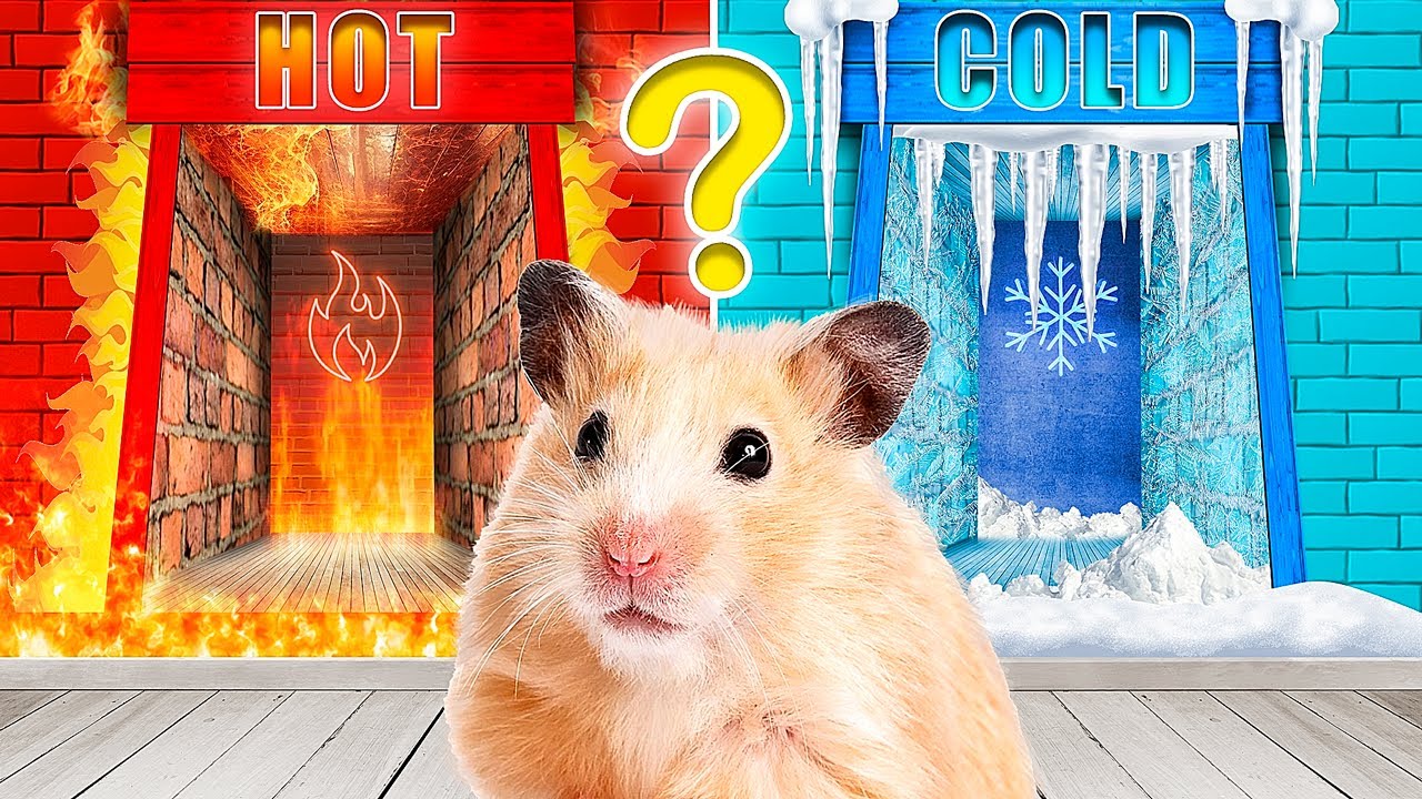 Types of Mazes for Hamster! Hot vs Cold Maze - YouTube