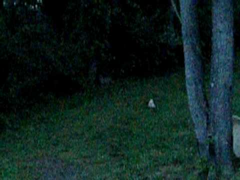 Fox Yelping At An Electronic Call in Canonsburg PA - YouTube