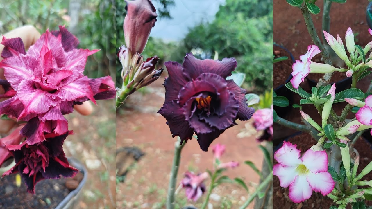 minhas meninas estão um luxo,e tem flor nova no jardim #rosasdodeserto ...