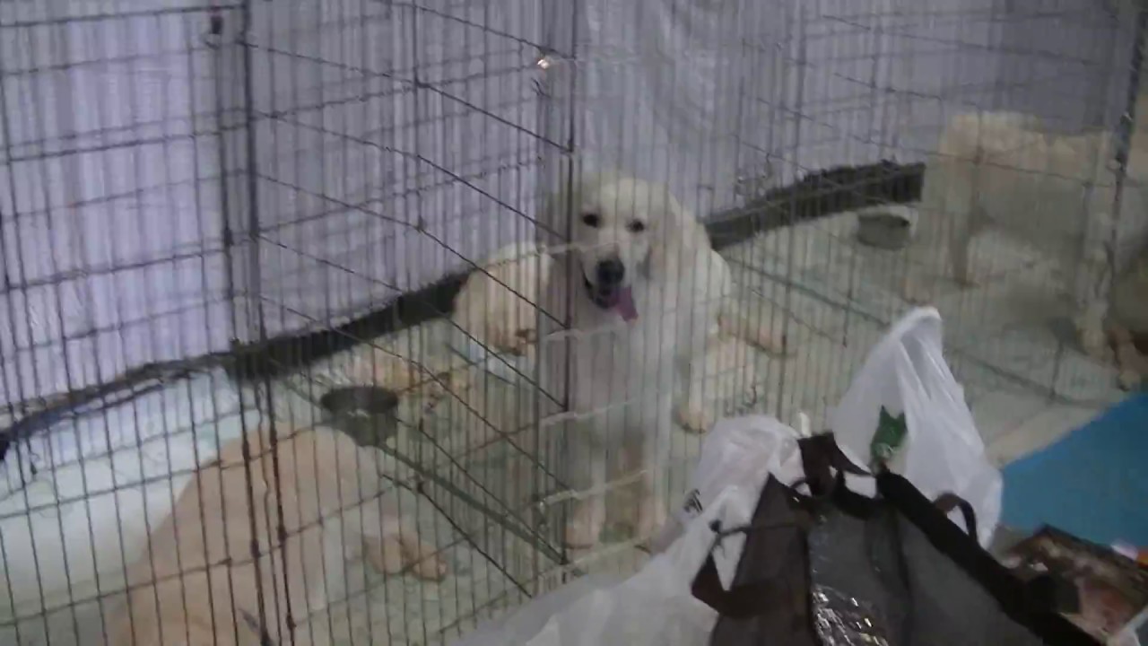 Golden Retriever FCI international dog show in Kinki Japan 2018 - YouTube