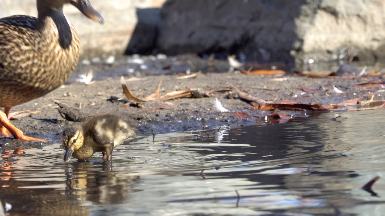 CatTV: Baby Duck Watch - YouTube
