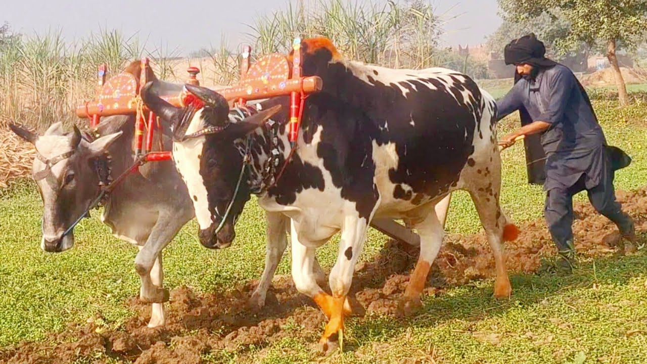 Bull powered field ploughing | Bull powered plough | Bull exhibition ...