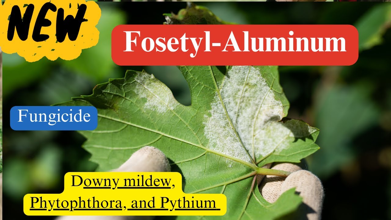 Fosetyl-Aluminum: Chemistry, Mode of Action, and Diverse Applications ...