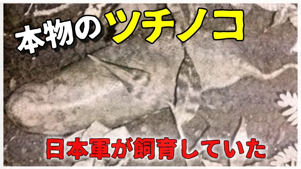 【ゆっくり解説】ツチノコは実在した Youtube