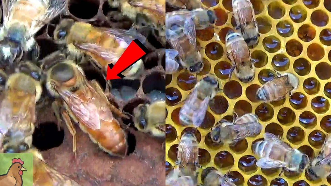 Inside a Beehive: A Fascinating Look at Honeybee Life! 🐝🍯 - YouTube
