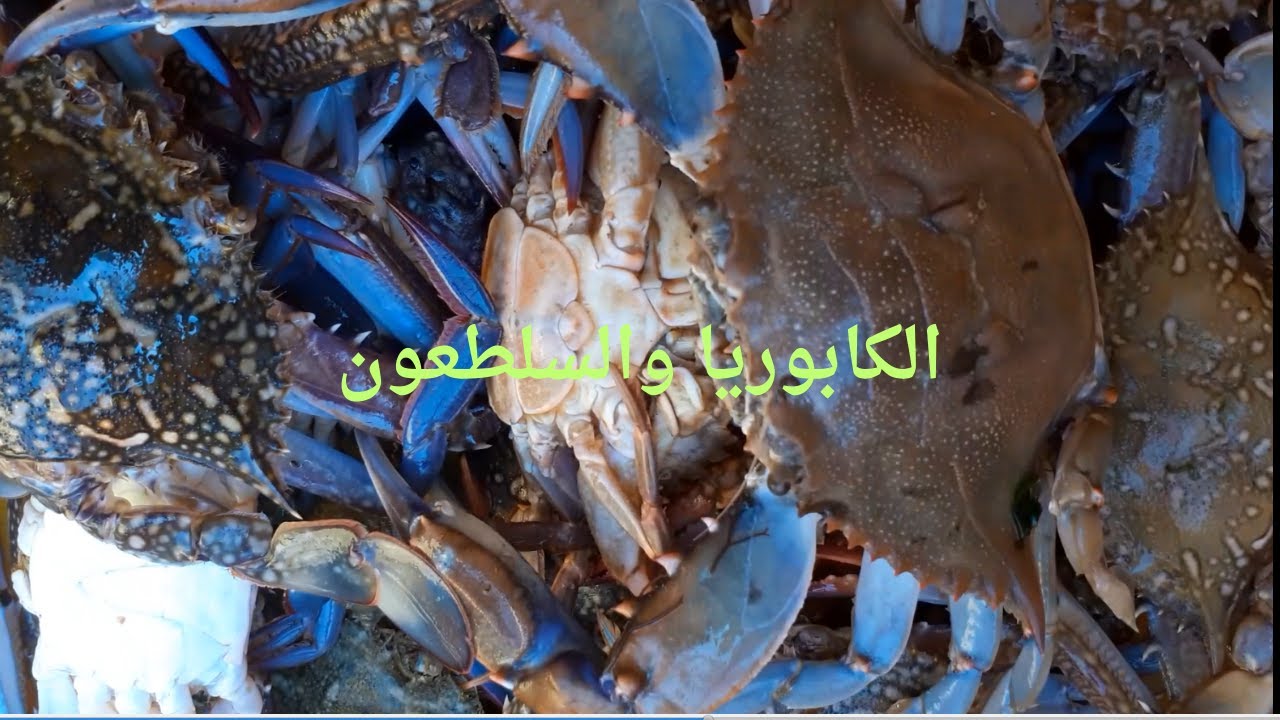 الكابوريا والسلطعون . انواع واشكال من السلطعون. Crab and crab.カニKani ...
