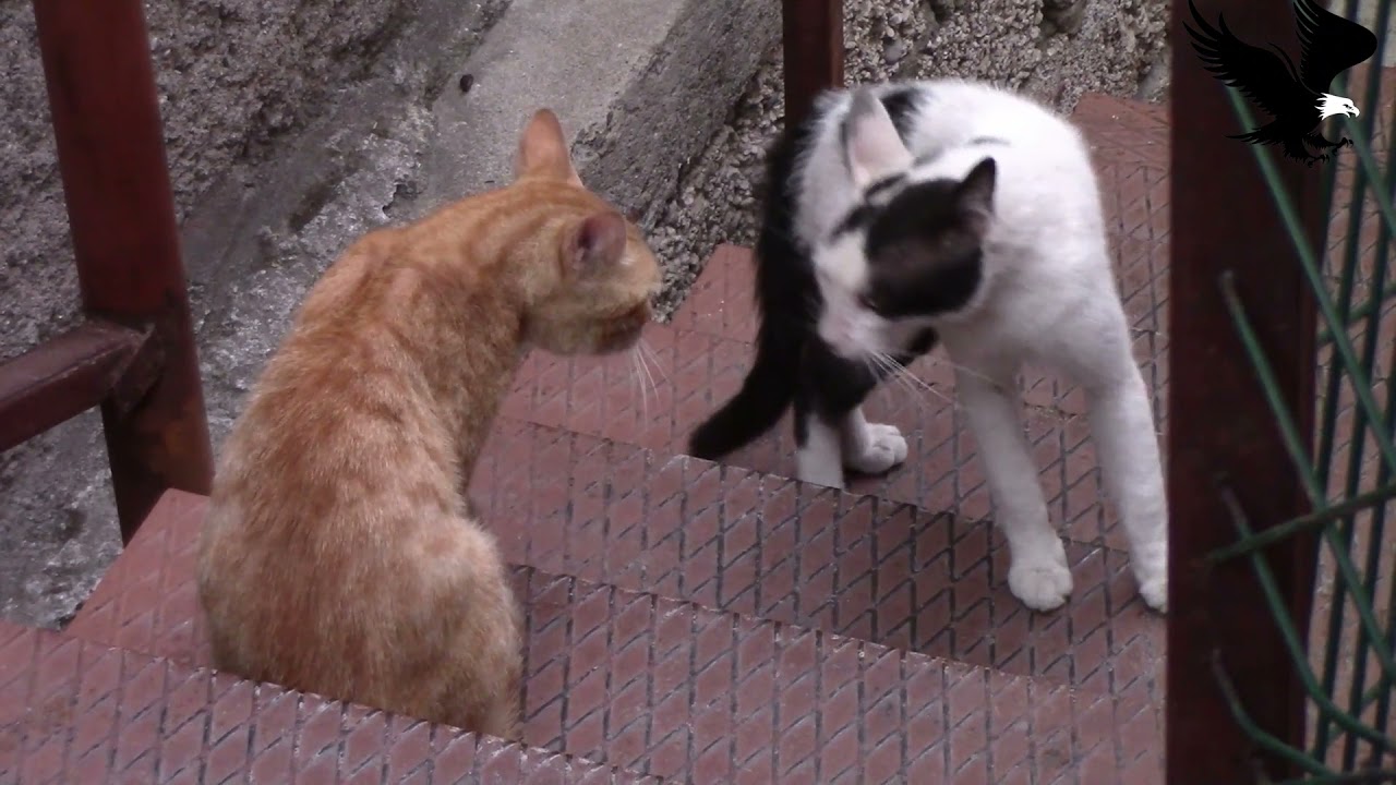 A close encounter between two angry cats | Cats Fighting | Birds and ...