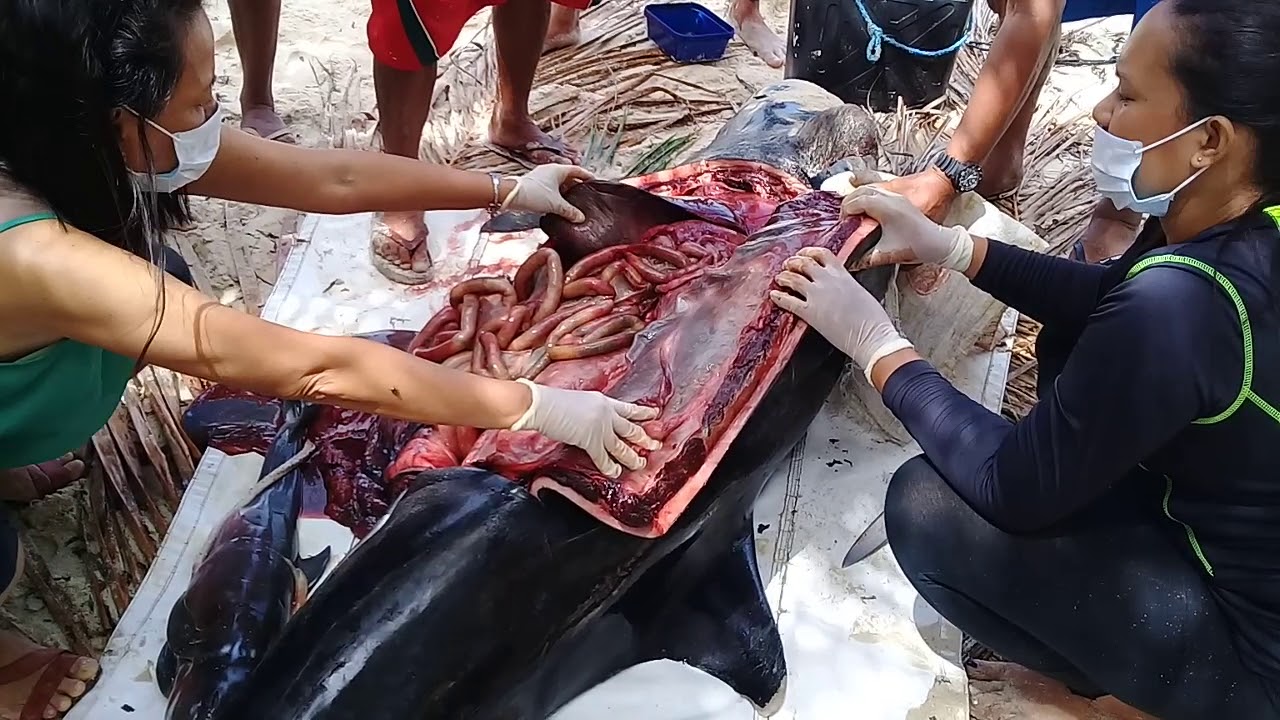 Siquijor Island: Necropsy of an ashored-dead Melon-Headed Dolphin - YouTube
