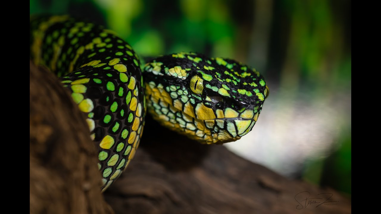 wagler's pit viper - YouTube