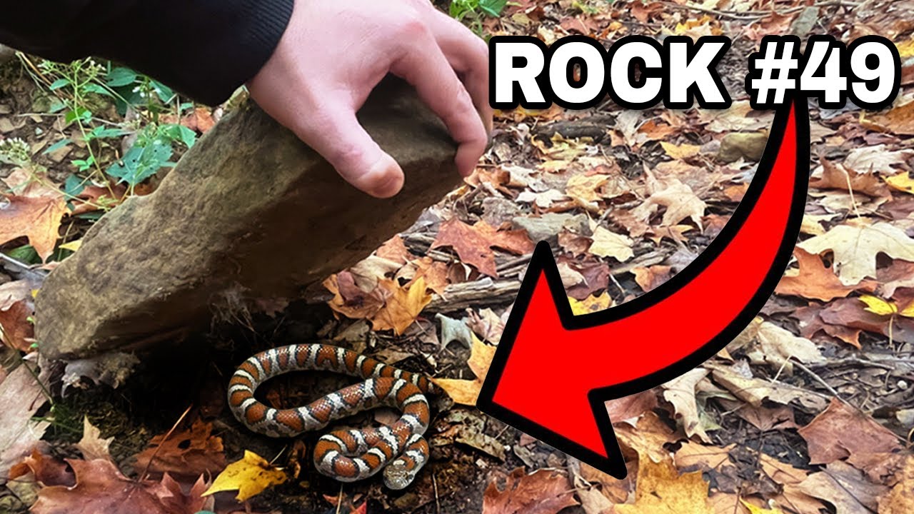 I flipped 50 rocks and found something UNEXPECTED... - YouTube