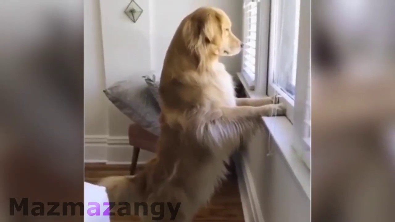 cute animals being weird funny Animals Compilation 1 new HD 2019 - YouTube