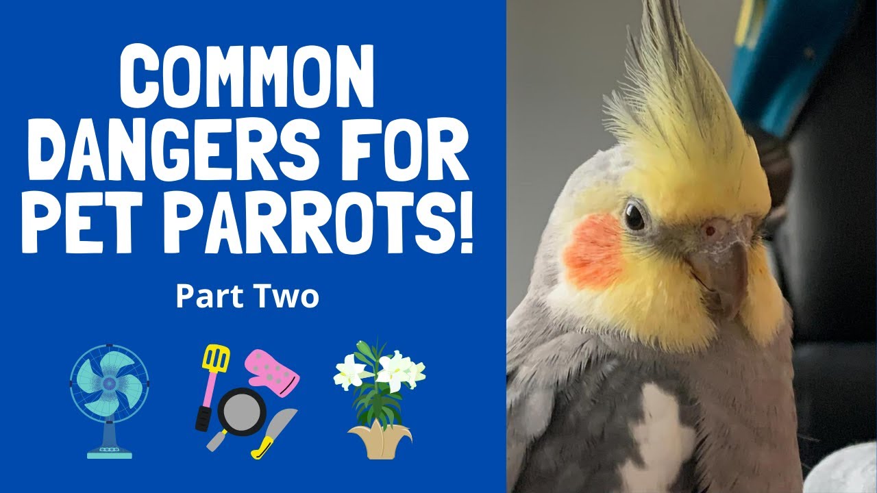 Common Dangers for Pet Parrots: Part Two | BirdNerdSophie - YouTube