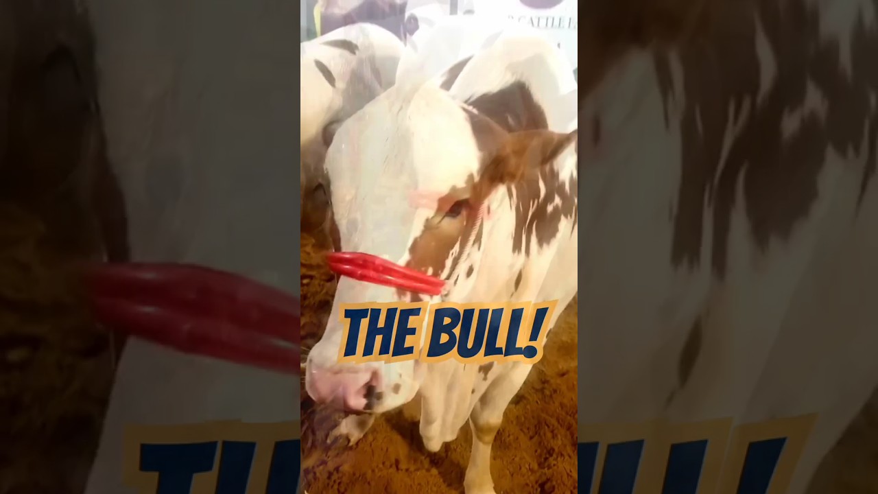 The Bull, TH1848 this farm animal is a big Bull, cow ka video || # ...