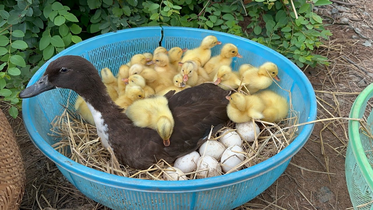 Duckling Hatching In The Nest Cute Baby Duck Born - YouTube