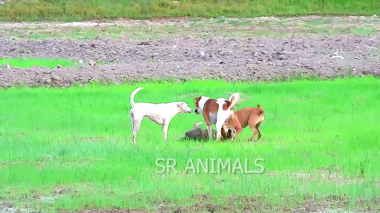 Happy village dogs come out to fine partner for mating at countryside ...