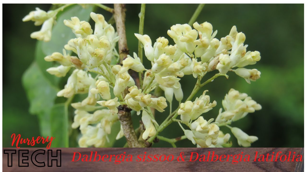 Nursery Tech. of Dalbergia latifolia & Dalbergia sissoo - YouTube