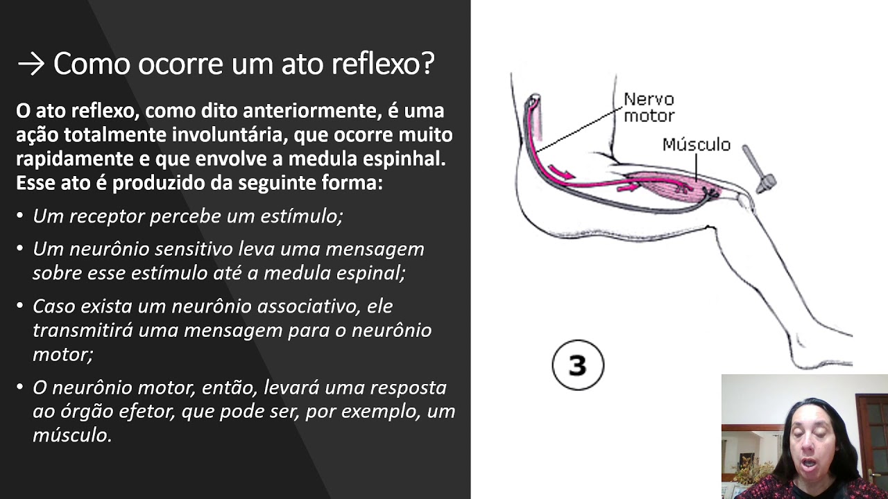 O ato reflexo 8º ano - YouTube