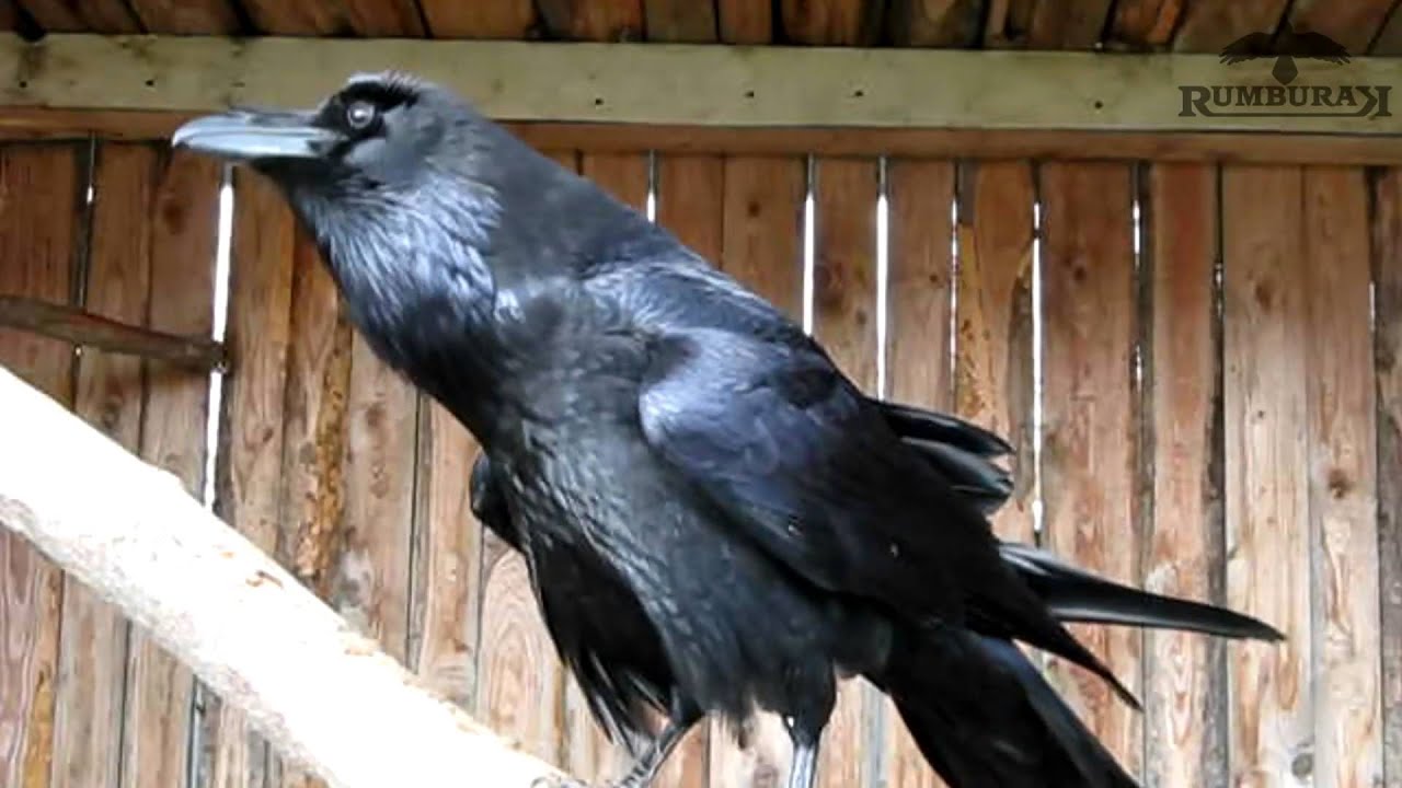 In memoriam - Rumburak I. - YouTube