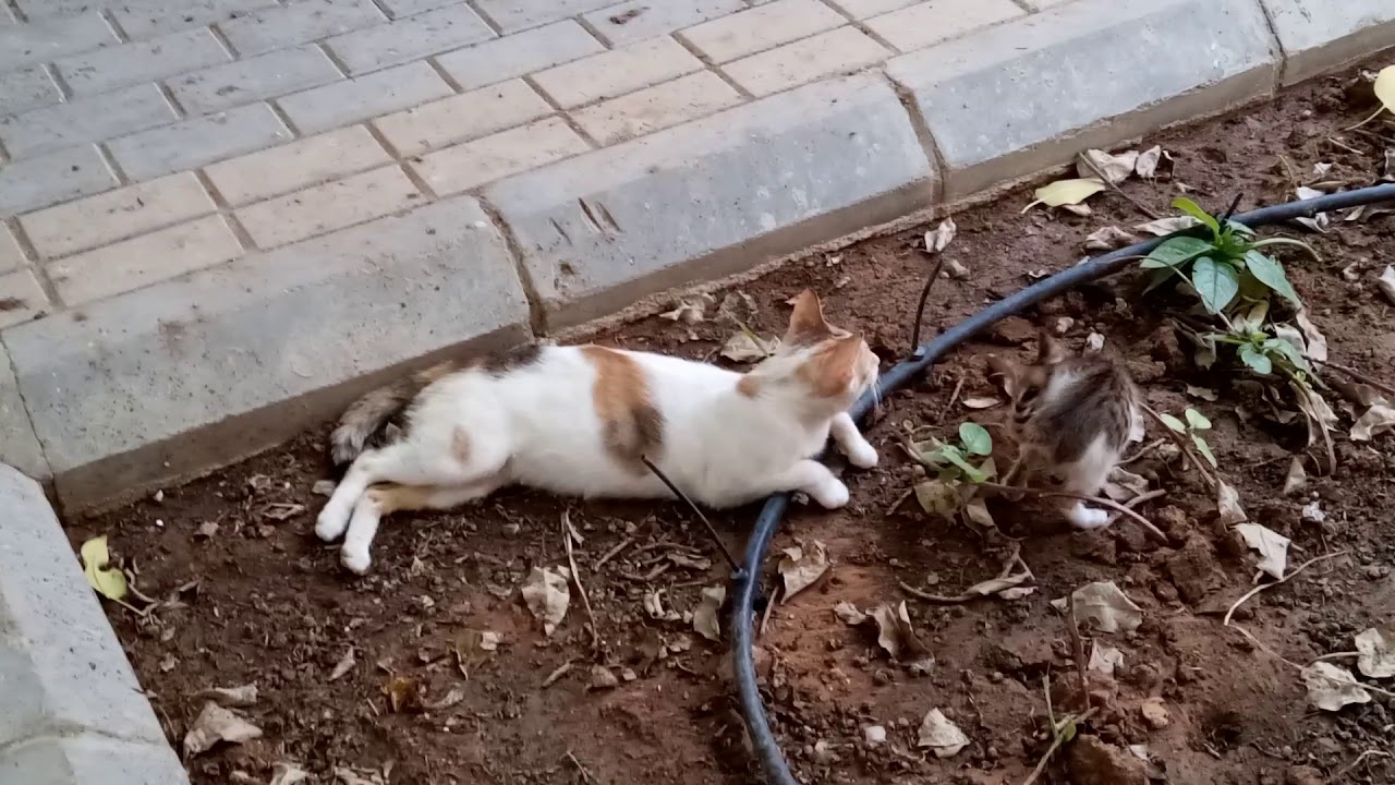 Mga Alagang Pusa - YouTube