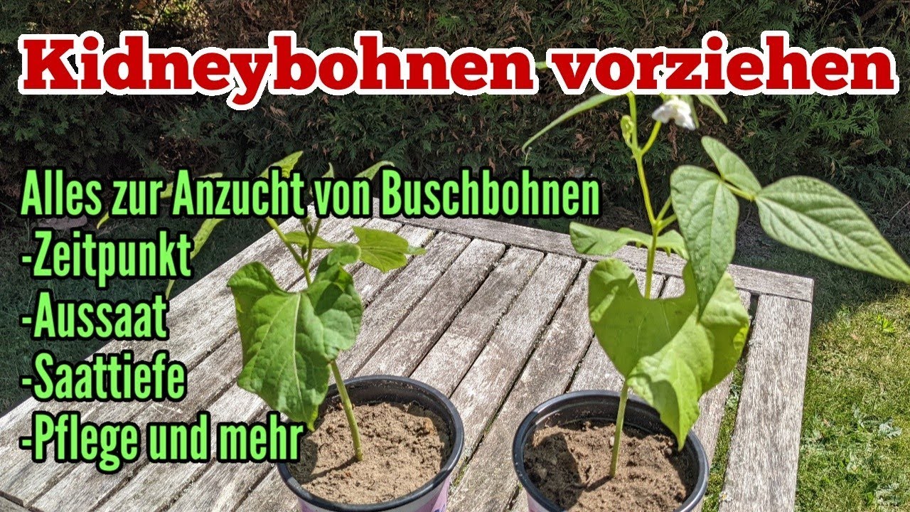 Kidneybohnen anbauen: Aussäen und Vorziehen von Buschbohnen Anzucht ...