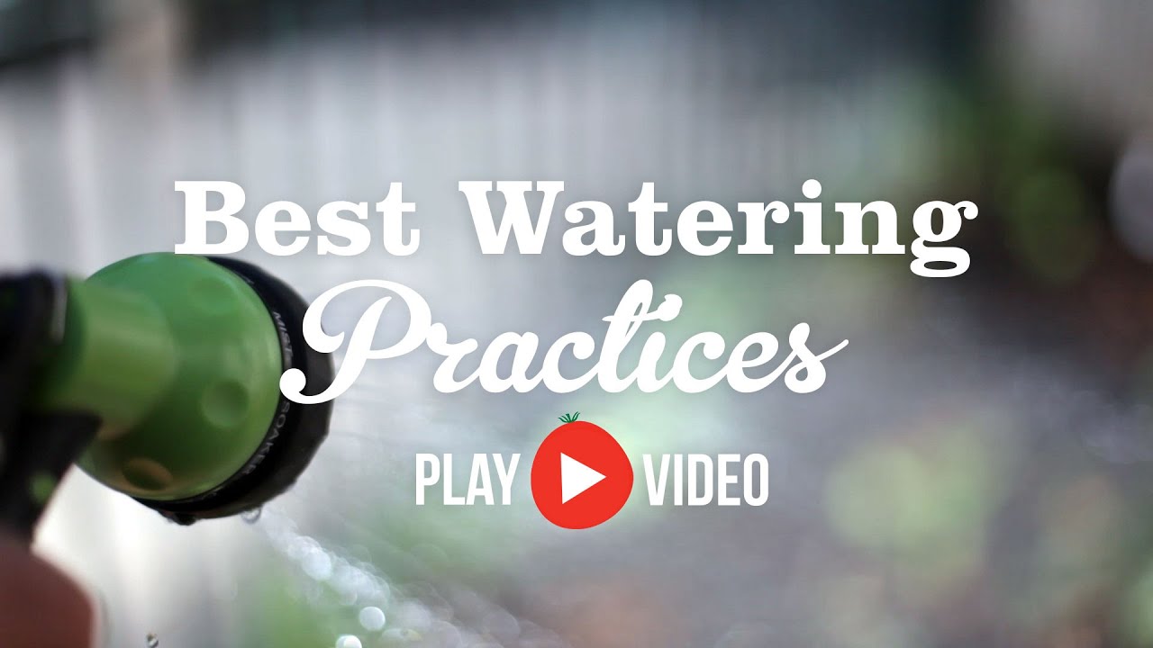 Best Watering Practices - YouTube