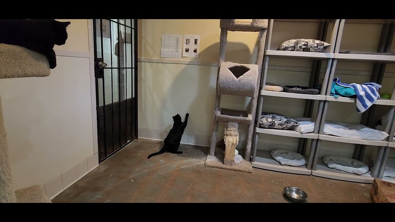 Cat Comedy: Chumi - Fun with Lasers @PetAdoptionFundCats ...