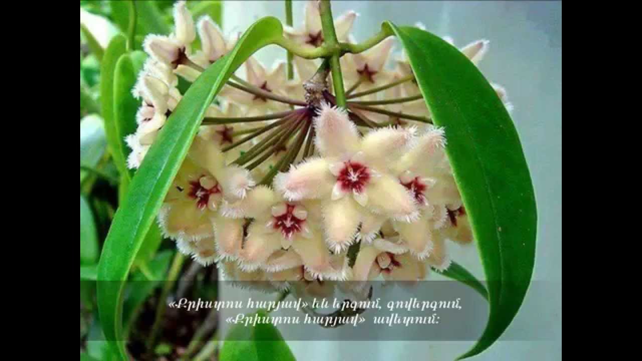 «ՔՐԻՍՏՈՍ ՀԱՐՅԱՎ Մանկական երգ Youtube