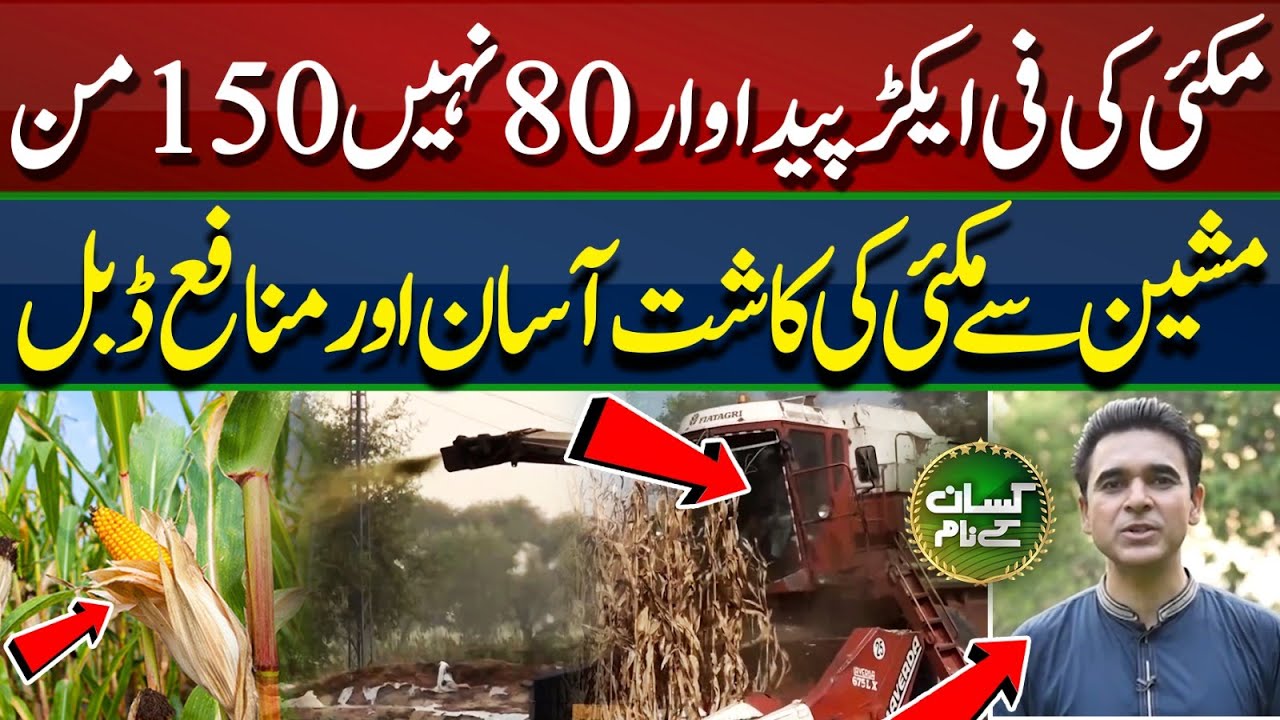 Profitable crop of Pakistan | Mechanized harvesting of maize in ...