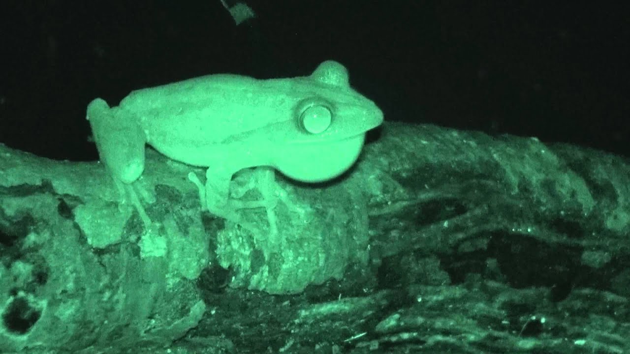 Common Tree Frog - Quack (side view) - YouTube