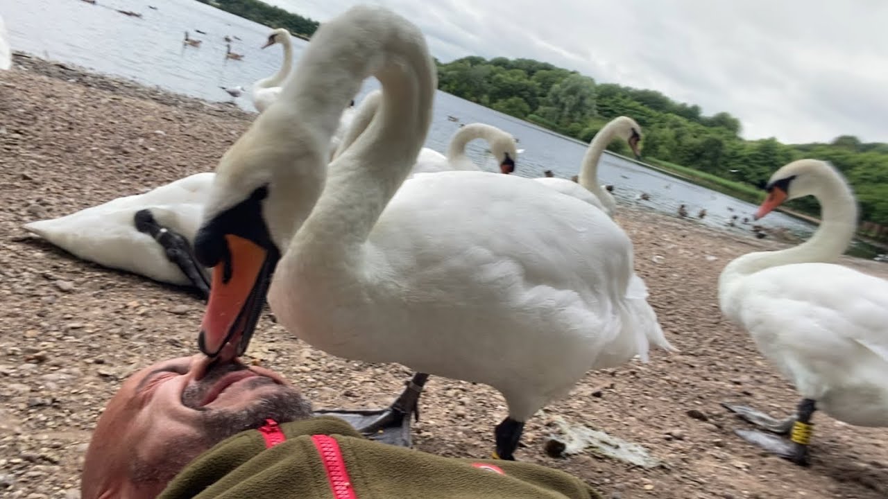 Wild mute swan 🦢 bites man’s nose 👃 😲 - YouTube