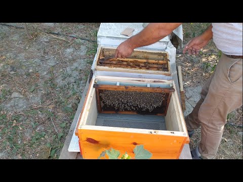 ARICILIK. RUSET KOVANDAN BÜYÜK KOVANA AKTARIM. (Bölmeleri Kışa Hazırlıyorum.) #arı #arıcılık #bee