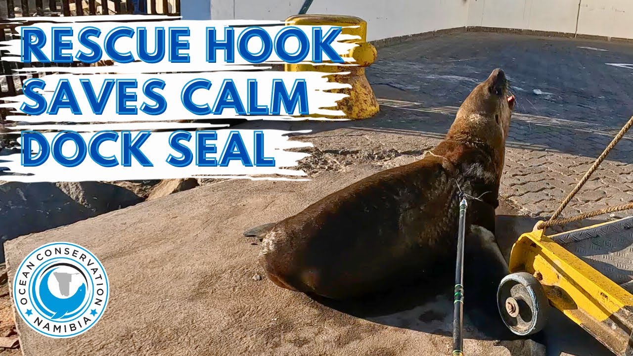 Rescue Hook Saves Calm Dock Seal - YouTube