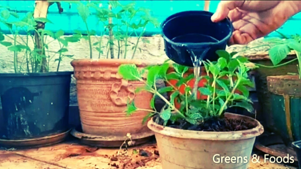 How to Plant Pudina at Home | Growing Mint at Home Fast and Easy - YouTube
