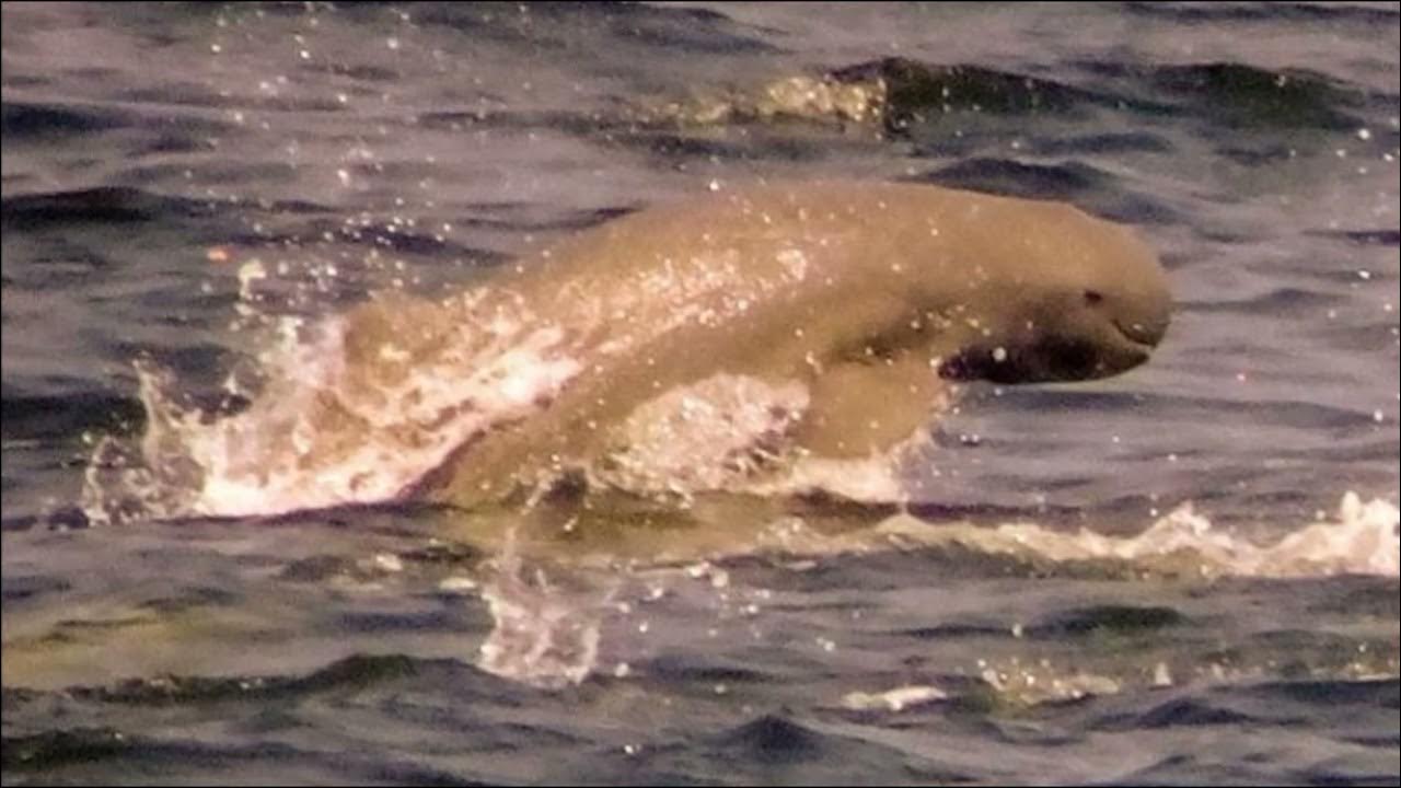 Facts The Irrawaddy Dolphin YouTube facts-the-irrawaddy-dolphin-youtube