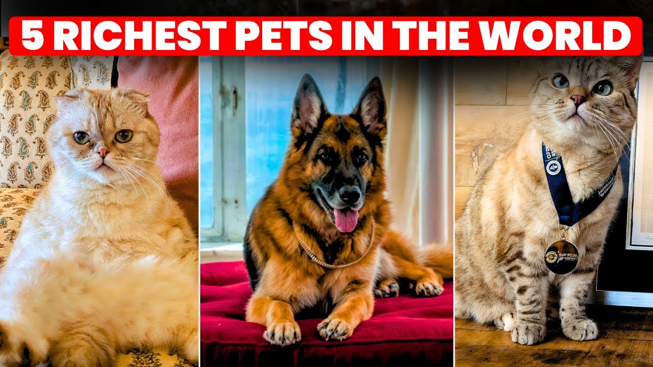 Top 5 Richest Pets in the World || Meet the Most Wealthy and Pampered ...