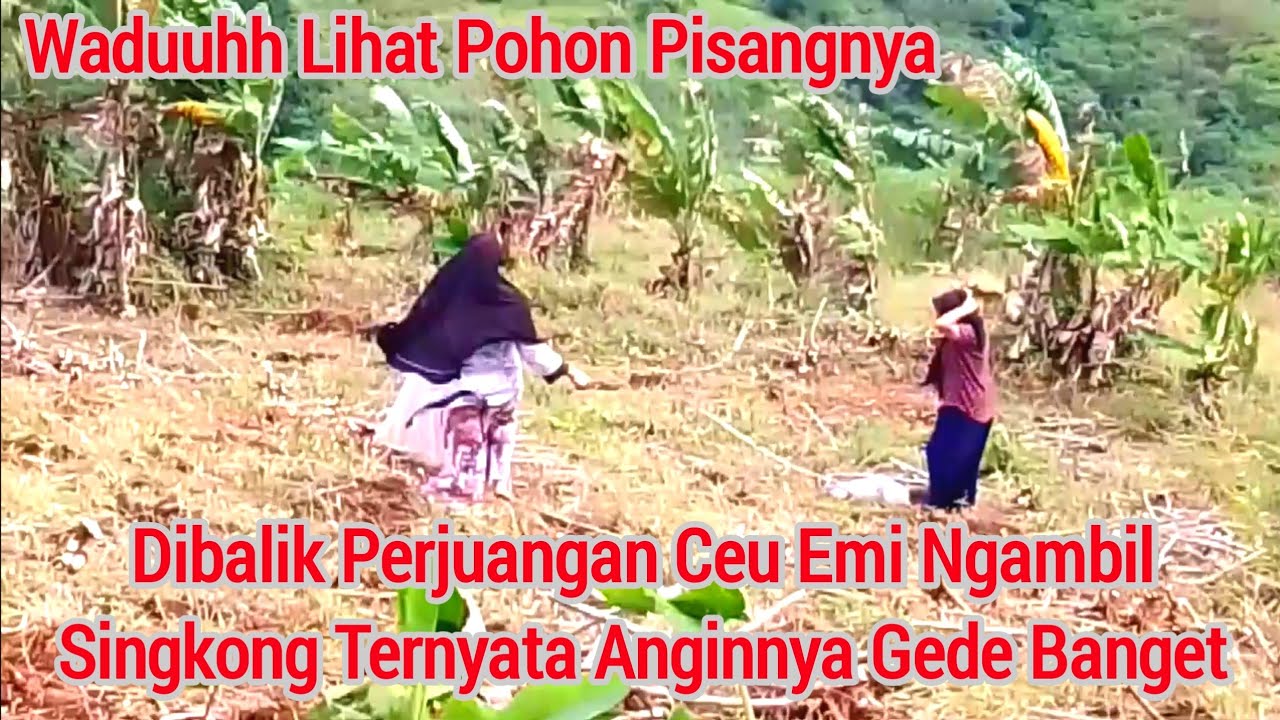 Proses Dibalik Perjuangan Ceu Emi Ngambil Singkong Ternyata Anginnya ...