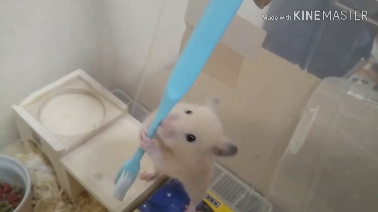 The hamster which fights against a toothbrush - YouTube