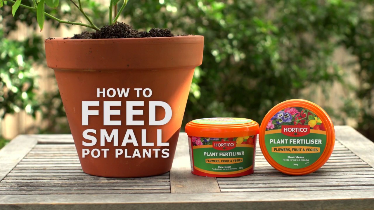 How To Feed Small Pot Plants - YouTube