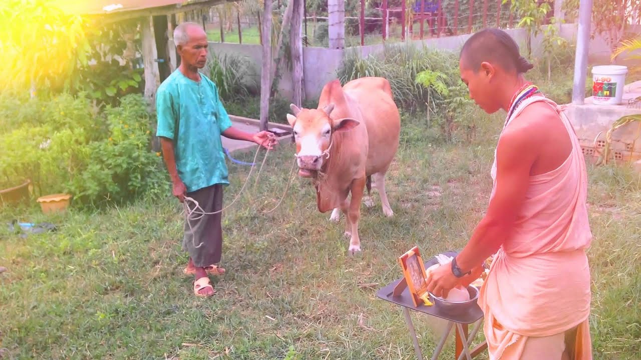 Go-Puja — The Worship of the Cow - YouTube