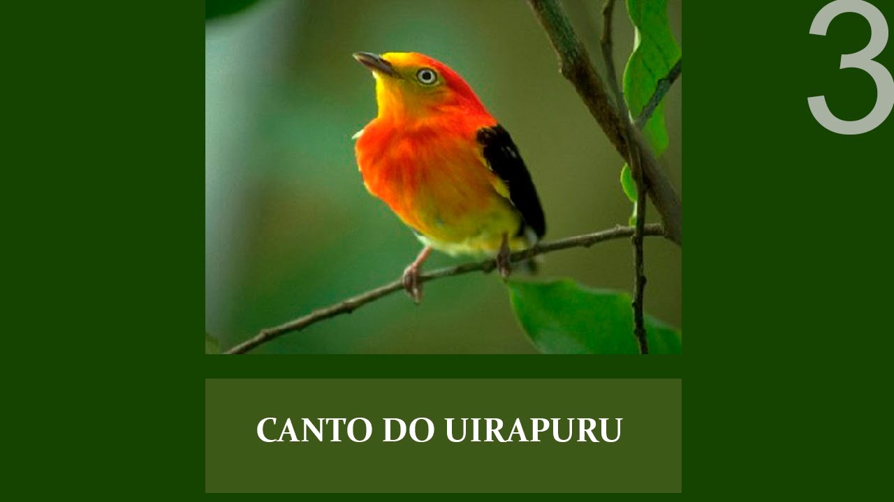 Canto do uirapuru - de Érica Bombardi - 03 - YouTube