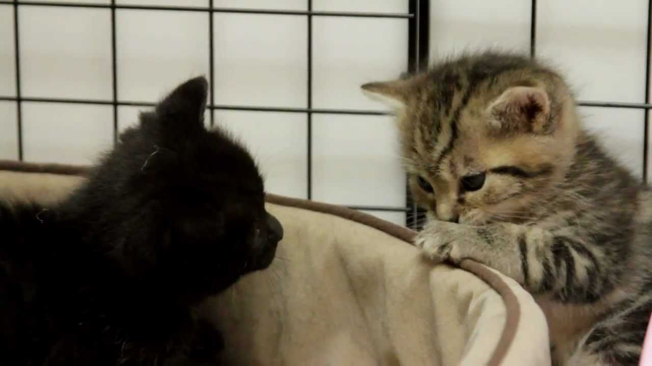KITTEN smack down!! - YouTube