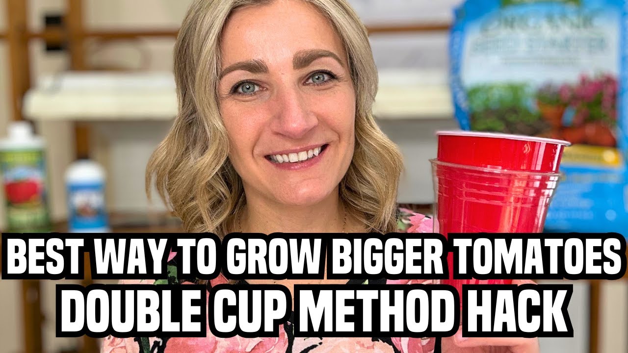 Best Way to Grow Bigger Tomatoes – Double Cup Method Hack - YouTube