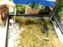 Fiberglass Fish Pond - YouTube