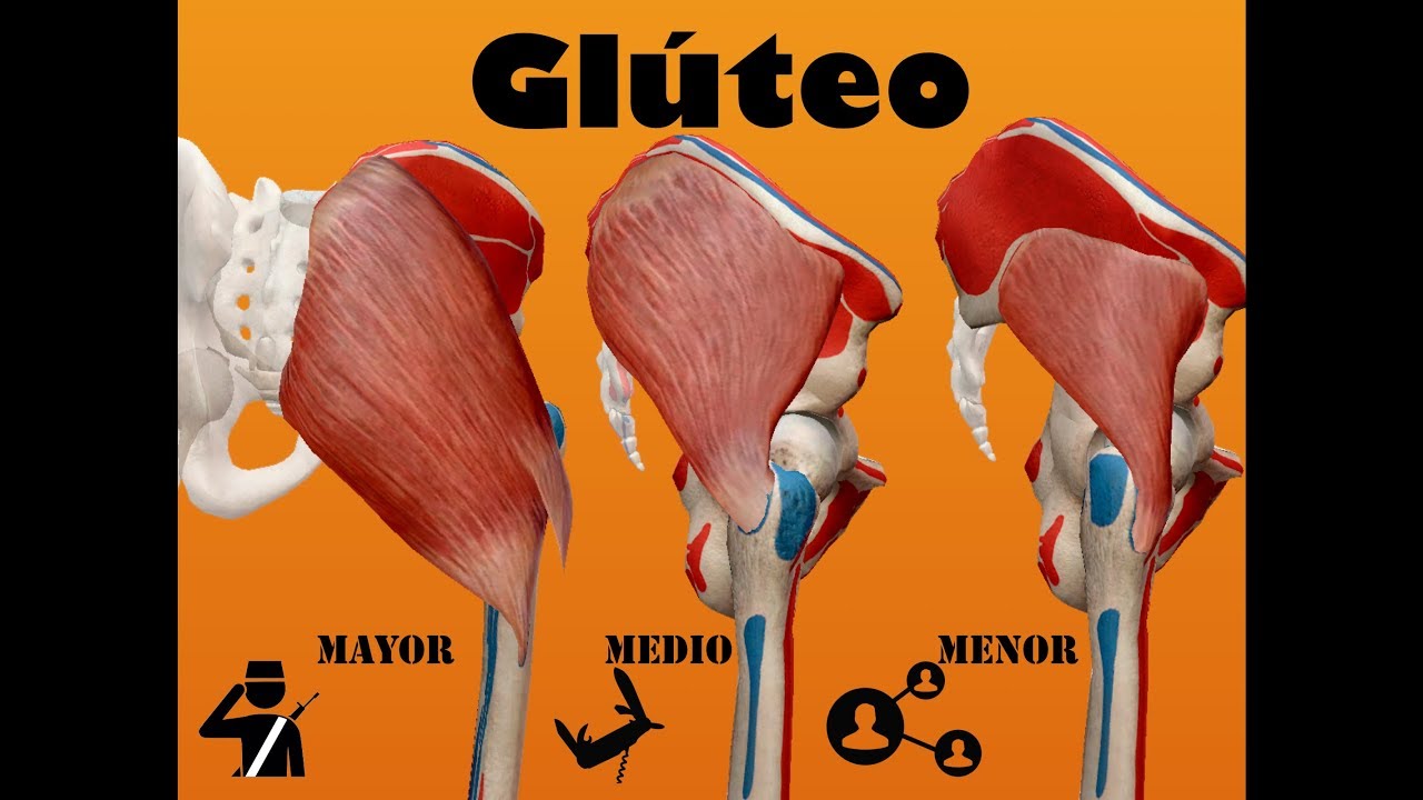 ACTIVACIÓN DE GLÚTEOS | AMNESIA GLÚTEA Y MUCHO MÁS - YouTube