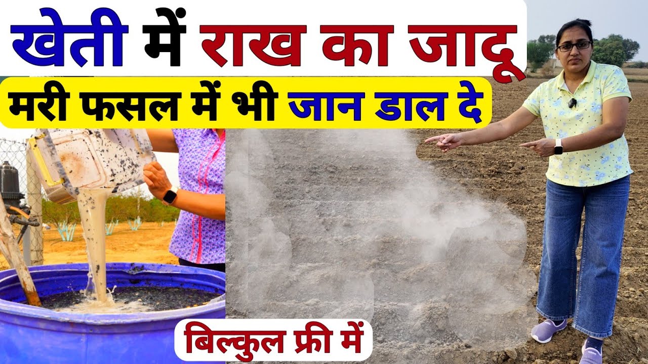 खेती में राख का सही उपयोग 🤑 बंपर पैदावार | Benifts of Ash in ...