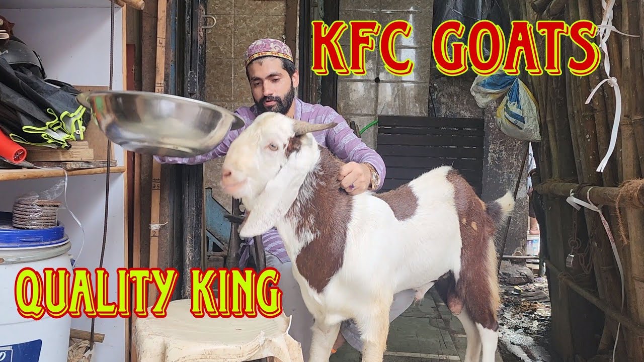 EK Se EK Palnewale Bakre At KFC Goats World | Sikandar Surya Minara ...